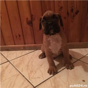 Vand catei de boxer!! Oradea - Animale