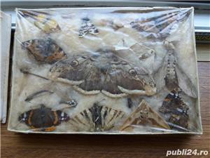 Colectie souvenir bibelouri China vechi jad preot invatator caine ...