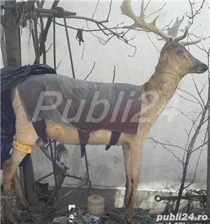 Cerb,cerb vechi impaiat montat pe placa,folosit pe timpuri pentru ...
