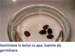 Patru 4 tipuri seminte Lotus - roz, alb, albastru, roșu Iasi - Casa si ...