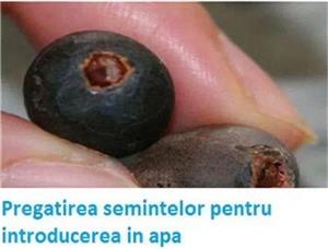 Patru 4 tipuri seminte Lotus - roz, alb, albastru, roșu Iasi - Casa si ...