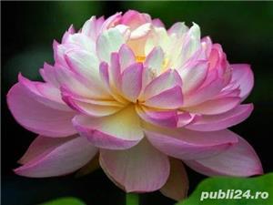 Patru 4 tipuri seminte Lotus - roz, alb, albastru, roșu Iasi - Casa si ...