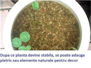 Patru 4 tipuri seminte Lotus - roz, alb, albastru, roșu Iasi - Casa si ...