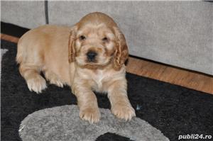 Cocker Spaniel Englez - cumpara in siguranta cu factura fiscala si ...