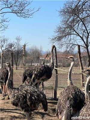 Struti de vanzare Hateg - Animale