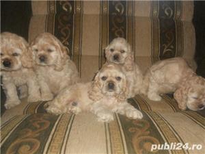 Cocker Spaniel Englez - cumpara in siguranta cu factura fiscala si ...