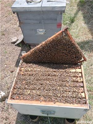 Vand miere si familii de albine Popesti-Leordeni - Casa si gradina ...