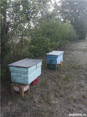 Stupi orizontali pe 20 de rame Tecuci - Casa si gradina - Publi24.ro