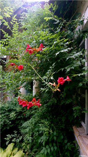 Planta-Floare: Trambita, Luleaua turcului, Trompeta turcului, Trompeta ...