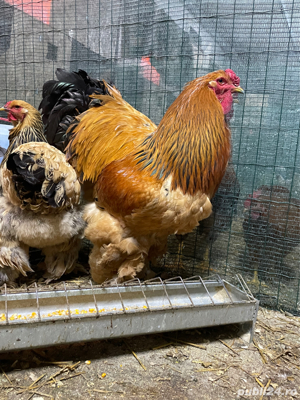 Oua de incubat de la gaini de rasa si pui zburati Brahma Vorwerk ...