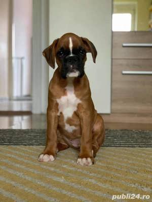 Boxer German, genetică deosebita, 2 luni, carnet, vaccin, deparazitare ...