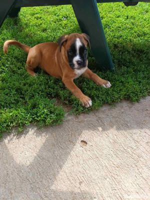 Vand catei de boxer!! Oradea - Animale