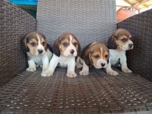 Căței Beagle rasa pură Bocsig - Animale - Publi24.ro
