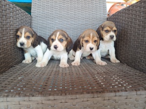 Căței Beagle rasa pură Bocsig - Animale - Publi24.ro