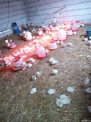 Pui de curca,curcani 5-6 kg,ajung la peste 20 kg ARICESTII - RAHTIVANI ...