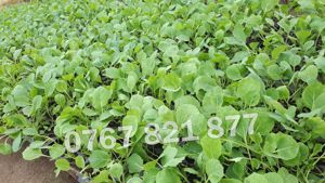 Vand Rasad de Varza de Buzau , Tucana F1 , New York F1 2025 Vidra - Casa si gradina