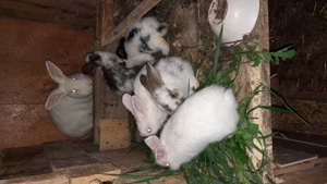 Vand 4 miei și pui de iepure Carei - Animale - Publi24.ro