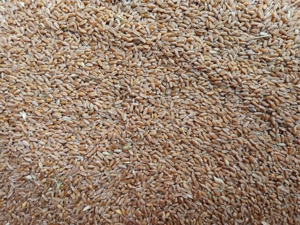 Vând porumb boabe și grâu Cuzdrioara - Casa si gradina - Publi24.ro