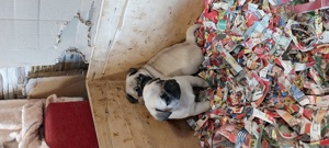 Catei pug mops bej Oradea - Animale - Publi24.ro