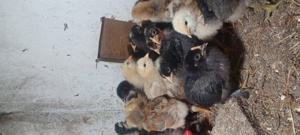 Pui de gaina mix Baia Sprie - Animale - Publi24.ro