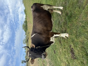 Vaca de vinzare Buruienesti - Animale - Publi24.ro