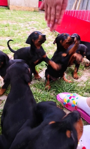 Vand catei Doberman Avrig - Animale