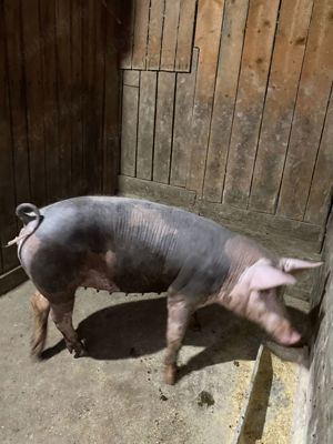 Vând purcea gestantă și grăsuni Vanju Mare - Animale - Publi24.ro