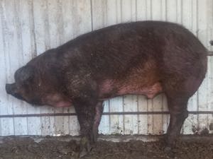 Porc de vânzare Resita - Animale - Publi24.ro