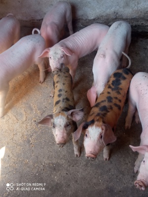 Vind purcei rasă de carne lan dras cu prtrian Farliug - Animale