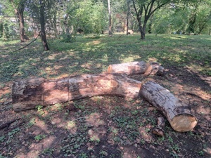 Donez lemne pentru foc Sector 1 - Casa si gradina