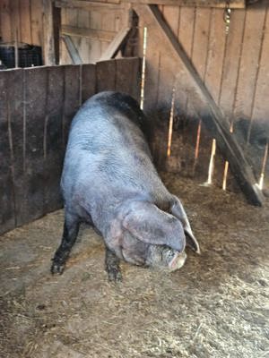 Porc de vânzare Tritenii de Jos - Animale