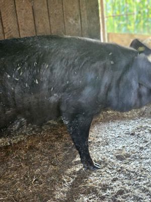 Porc de vânzare Tritenii de Jos - Animale