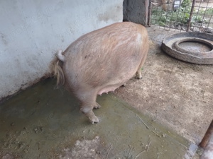 Animale de companie si domestice de vanzare