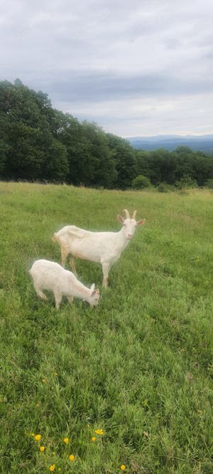 Capre si iezi de vanzare Prahova