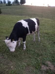 Vaci de vanzare, diverse rase Suceava