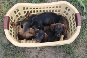 Pui Teckel Sarmos! Belin - Animale