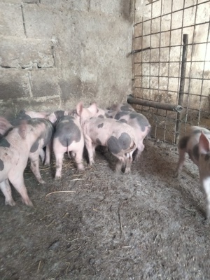 Vind purcei pietrain belgian original (fara par) din montă artificială. Mihailesti - Animale