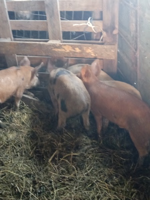 Purcei de vanzare Iohanisfeld - Animale