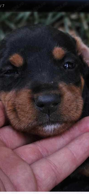 Catelusi copoi ardelenesti Ploiesti - Animale