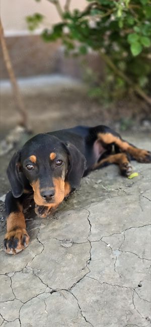 Catelusi copoi ardelenesti Ploiesti - Animale