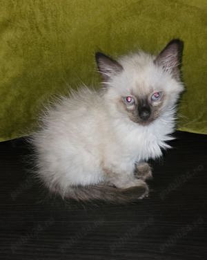 Birmaneza de vanzare - Publi24.ro