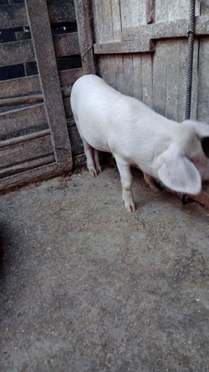 Purcel de vânzare Batrani - Animale