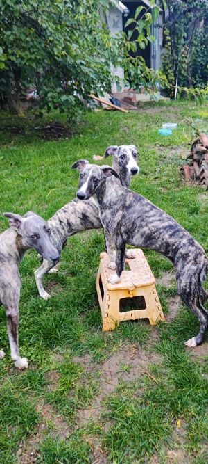 Ogar de vanzare - Publi24.ro