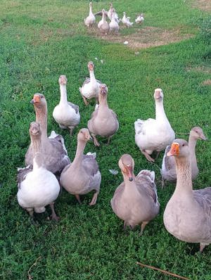 Gaste Metis Deva Deva - Animale