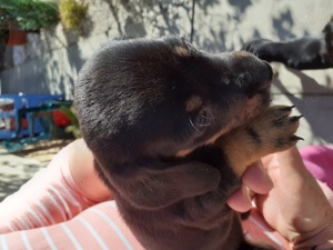 Catei techeli(dackel,tacsko) Salonta - Animale