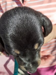 Catei techeli(dackel,tacsko) Salonta - Animale