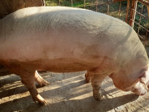 Porc de vânzare. Bengesti-Ciocadia - Animale