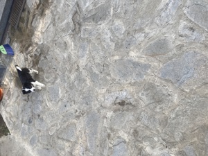 Pui border Collie bicolor eyes Ramnicu Valcea - Animale