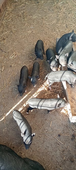 Porci si purcei de vanzare, diferite rase Olt