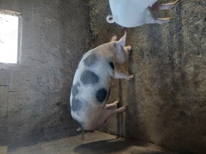 Vînd porc pentru sacrificat Varsand - Animale